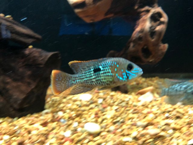 Gold saum | MonsterFishKeepers.com