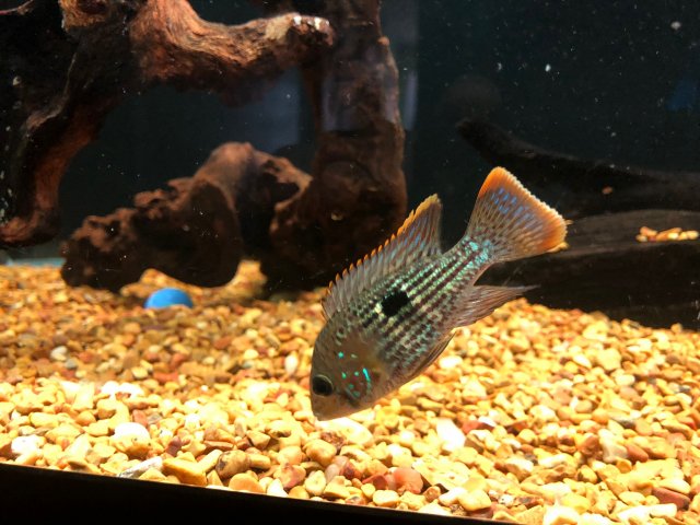 Gold saum | MonsterFishKeepers.com