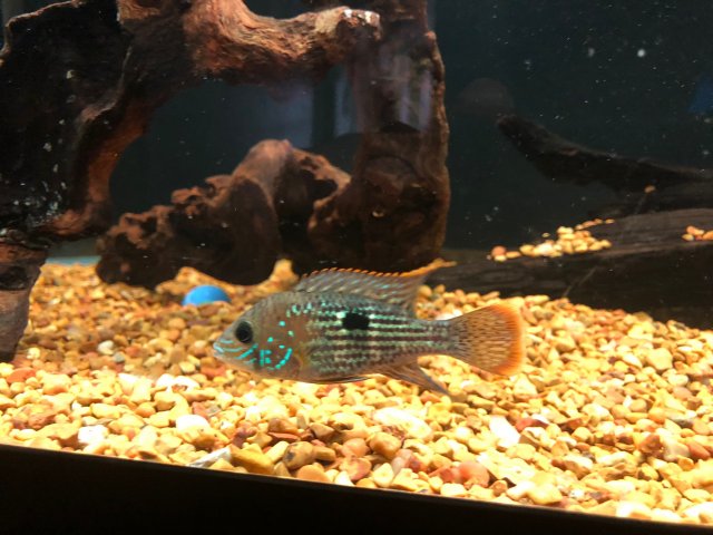 Gold saum | MonsterFishKeepers.com