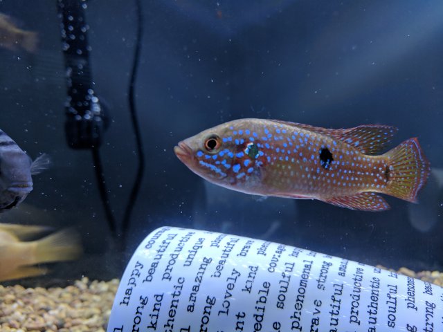 Blue Jewel Cichlid