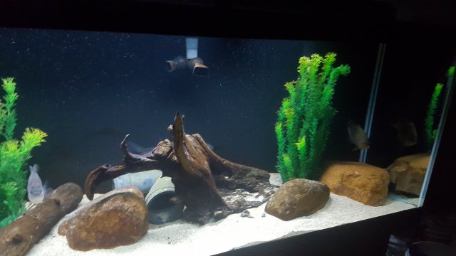 Native Aquarium FTS | MonsterFishKeepers.com