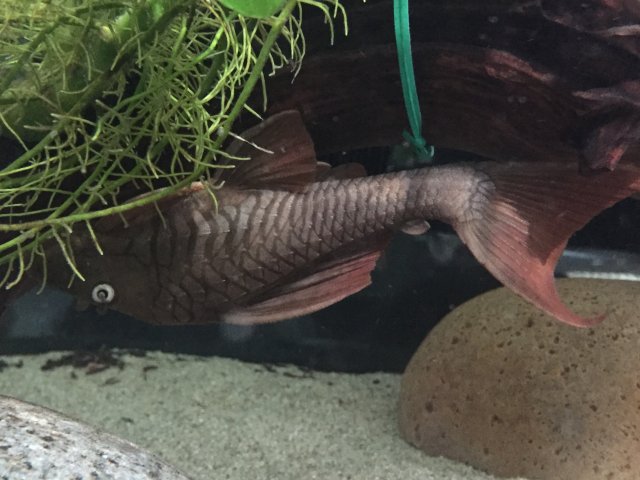 FS | Blue Eye Red Fin Pleco L137 | $100 | Gardena, CA | Pickup ...