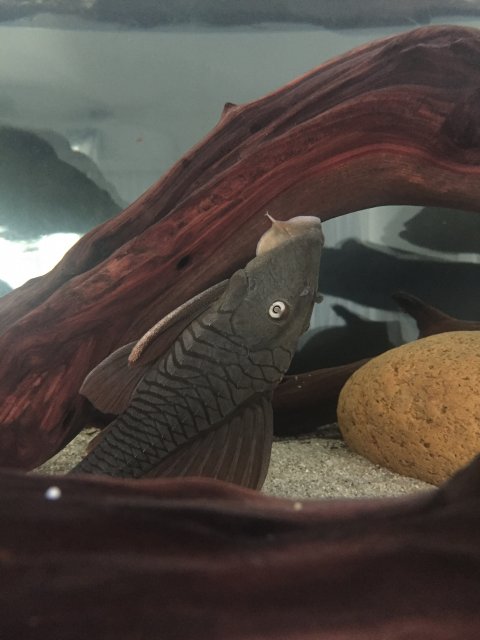 FS | Blue Eye Red Fin Pleco L137 | $100 | Gardena, CA | Pickup ...