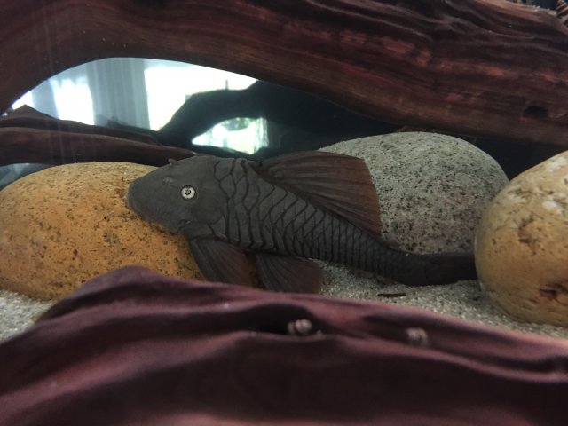FS | Blue Eye Red Fin Pleco L137 | $100 | Gardena, CA | Pickup ...