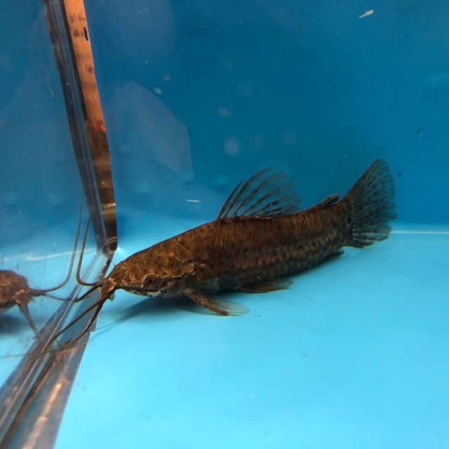 Hoplosternum littorale aka fork tail? | MonsterFishKeepers.com