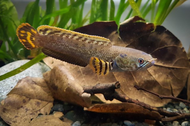 Channa Identification | MonsterFishKeepers.com