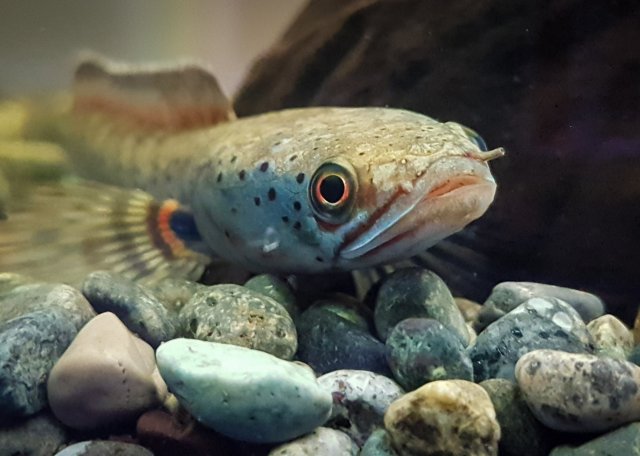 Channa Identification | MonsterFishKeepers.com