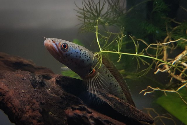 Channa Identification | MonsterFishKeepers.com
