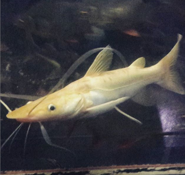 Albino, Leucistic, Xanthic, Melanistic, etc. Fish | MonsterFishKeepers.com