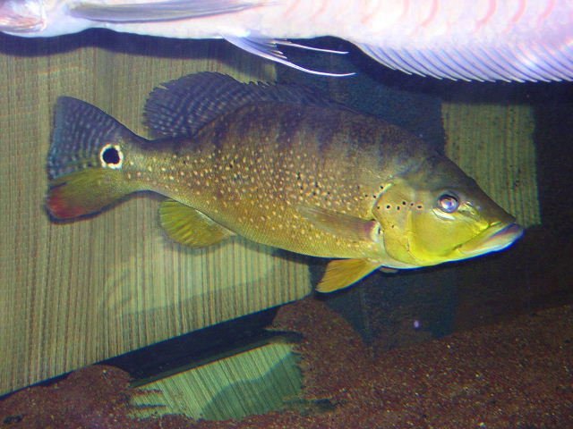 lets see them xingu's | MonsterFishKeepers.com