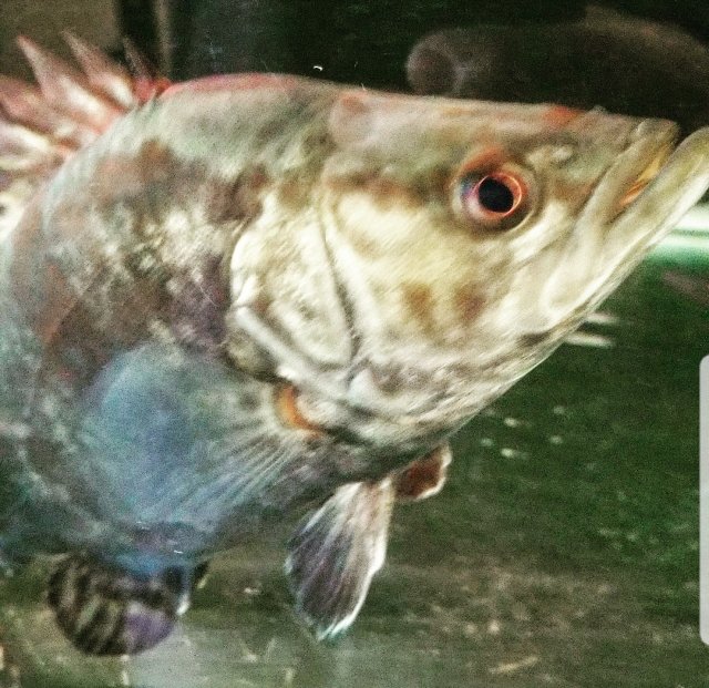 FS | 1-Siniperca Chuatsi ( Chinese Perch ) , 3-Bumblebee Groupers ...