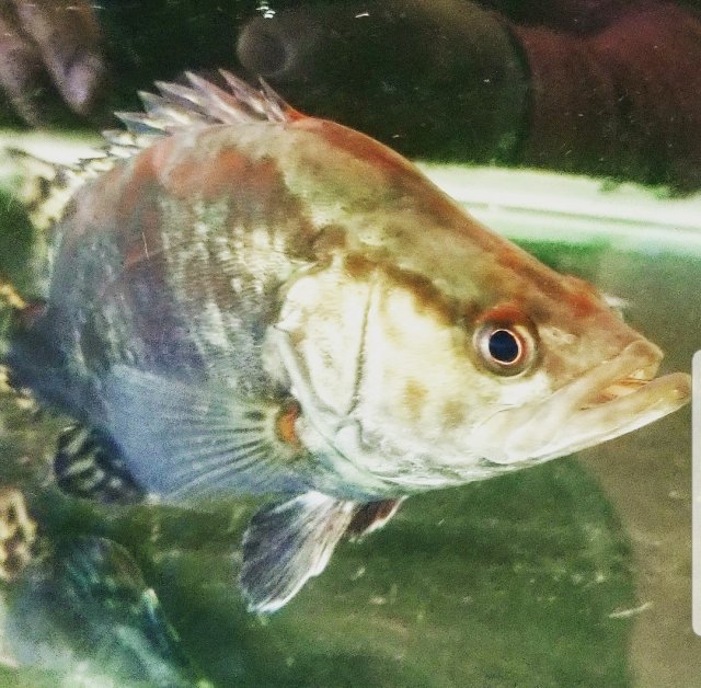 FS | 1-Siniperca Chuatsi ( Chinese Perch ) , 3-Bumblebee Groupers ...