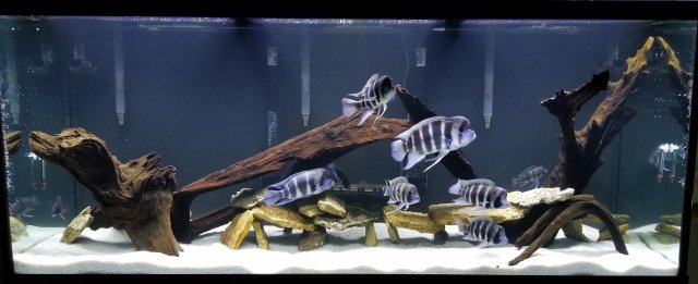 Frontosa Cichlid Tank Mates