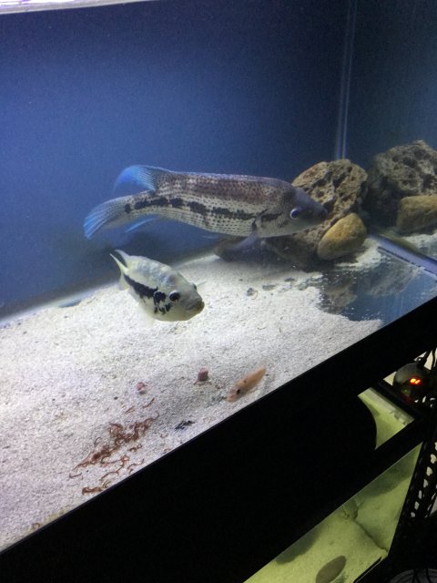 Costa Rican blue dovii 13in male | MonsterFishKeepers.com