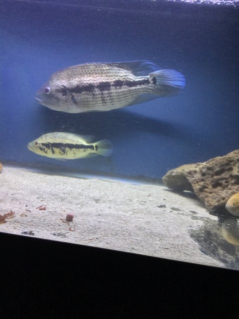 Costa Rican blue dovii 13in male | MonsterFishKeepers.com