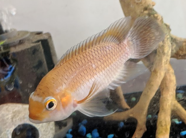 Have we found out what the "Cichlasoma sp. esmeraldas gold" acara are ...