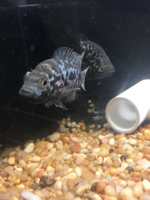 Cuban Pair | MonsterFishKeepers.com