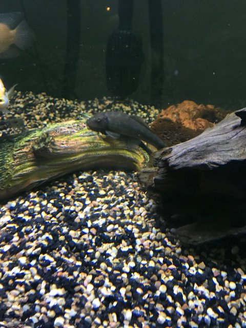 6 Inch Royal (Watermelon Pleco) and 8 Inch Chinese Algae Eater ...