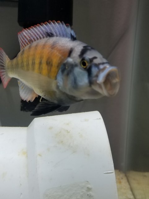 "Thick skin# 44" | MonsterFishKeepers.com