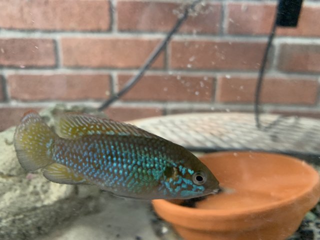 Neon Blue Jewel Cichlid