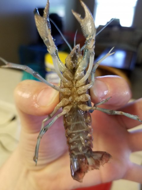 Crawfish Changing Colors NEW SPECIES FOUND?! Rare Blue Crayfish!