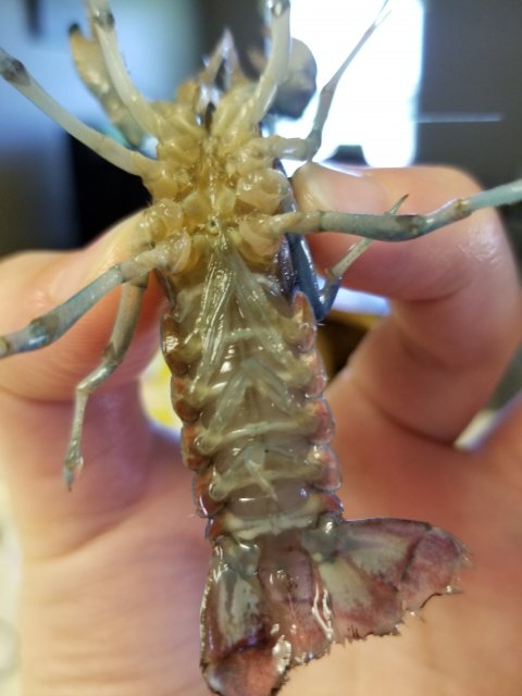 Blue crayfish changing color? | MonsterFishKeepers.com