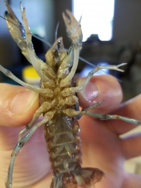 Blue crayfish changing color? | MonsterFishKeepers.com