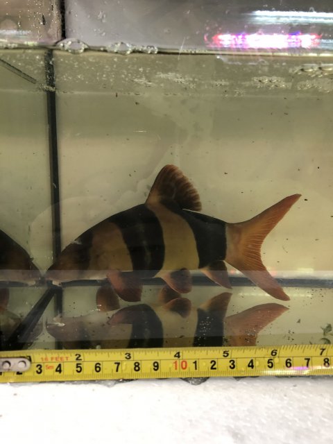 For Sale - XXL CLOWN LOACHES FOR SALE | MonsterFishKeepers.com