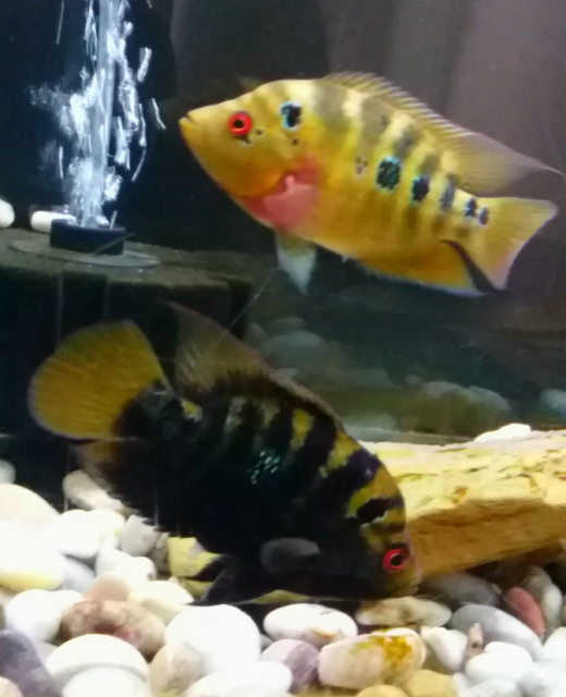 Trimac pair | MonsterFishKeepers.com