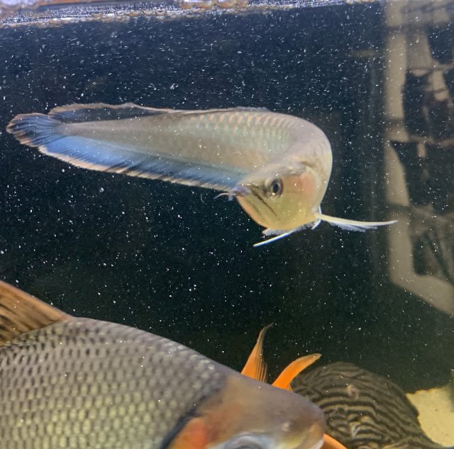 Black/Blue Arowana Garden Grove Ca 92840 | MonsterFishKeepers.com