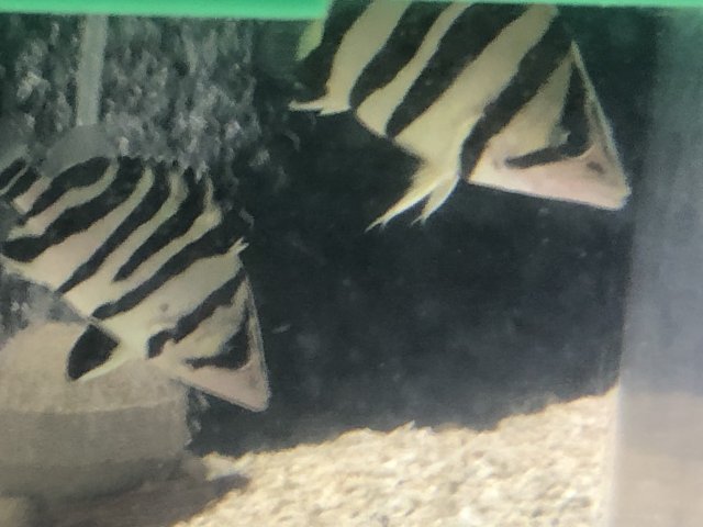 Sumatra 4 bar datnoid | MonsterFishKeepers.com