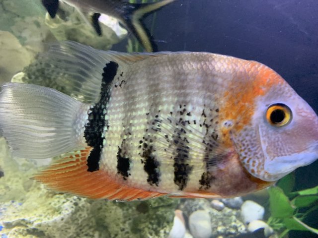 Banded Severum