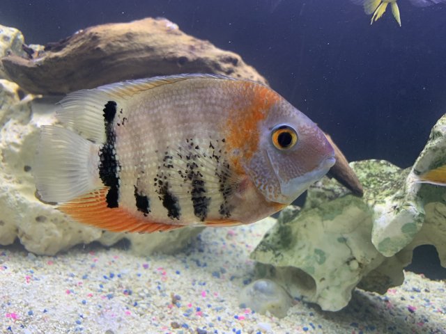 Banded Severum