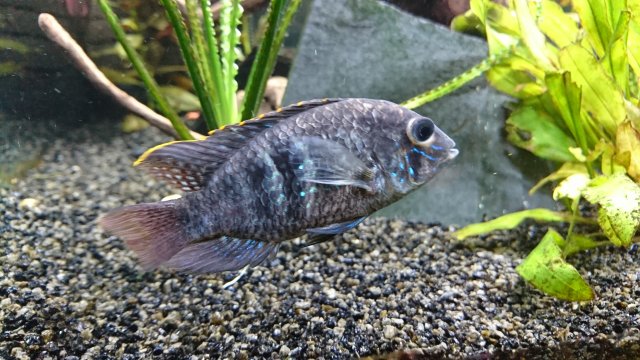 Issue with blue acara | MonsterFishKeepers.com
