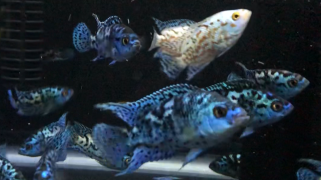 Platinum Jack Dempseys | MonsterFishKeepers.com