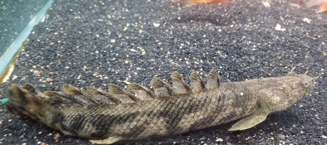 Polypterus Endlicheri Congicus ID | MonsterFishKeepers.com