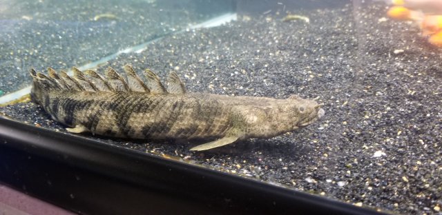 Polypterus Endlicheri