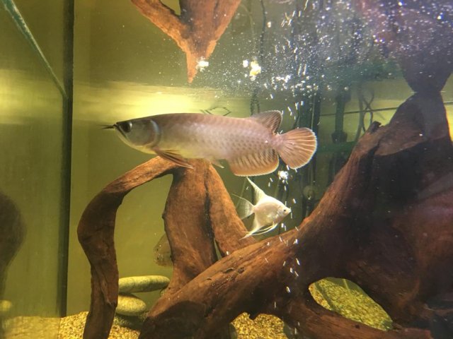 Help me to Identify the Aro | MonsterFishKeepers.com