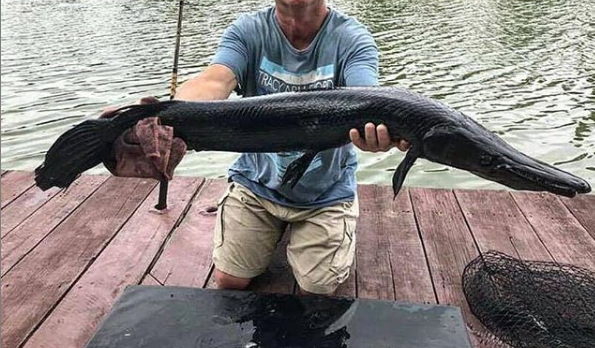 Albino, Leucistic, Xanthic, Melanistic, etc. Fish | MonsterFishKeepers.com