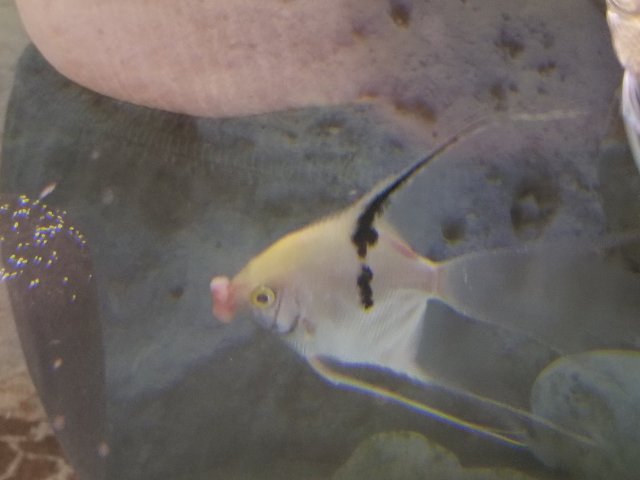 Freshwater Angelfish Swollen Lips | Lipstutorial.org