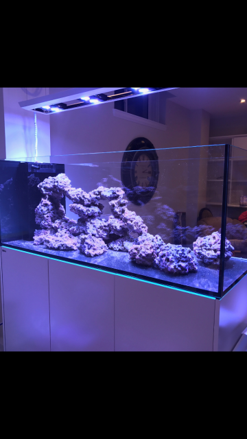 New Reef Build | MonsterFishKeepers.com