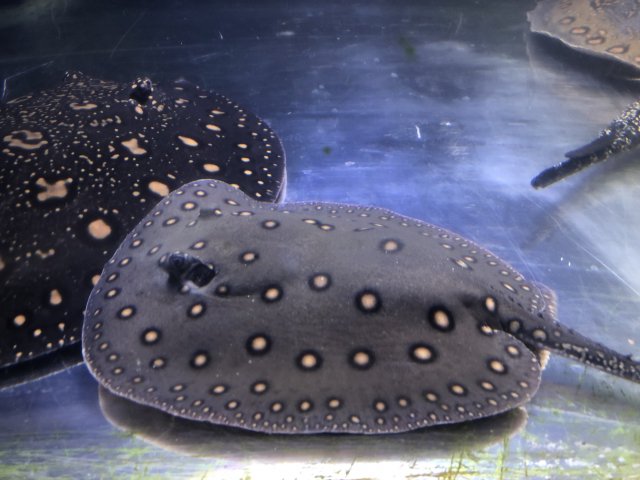 Stingrays and equipment | MonsterFishKeepers.com