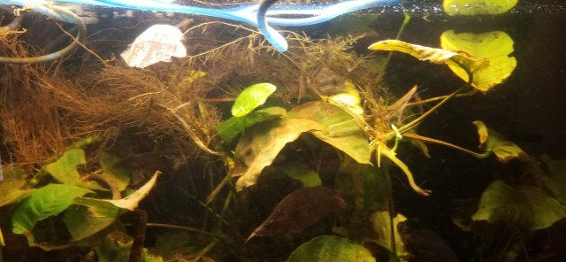 Amazon Leaf Fish | MonsterFishKeepers.com