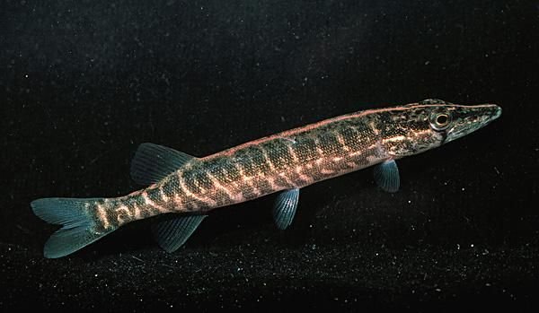 Best monster fish? | MonsterFishKeepers.com