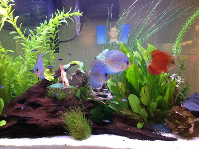 Discus Fish Tank Setup