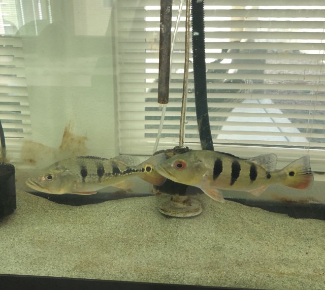 Mono peacock bass | MonsterFishKeepers.com