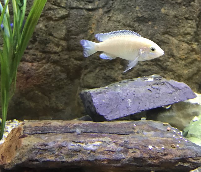 Labidochromis Caeruleus White