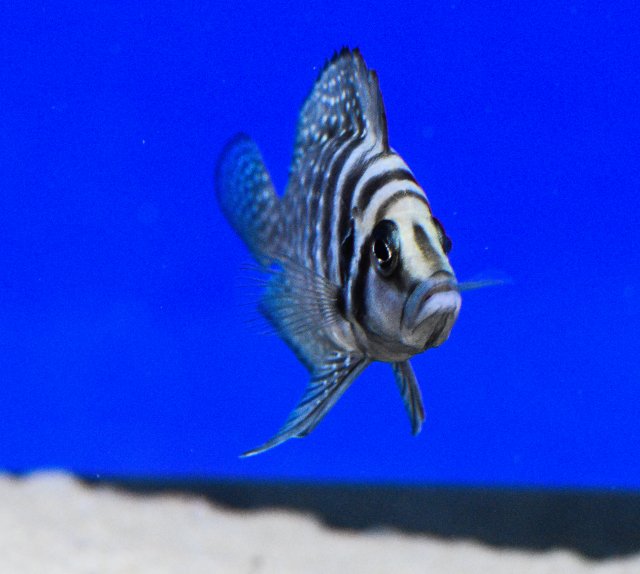 Calvus Identification Help Please | MonsterFishKeepers.com