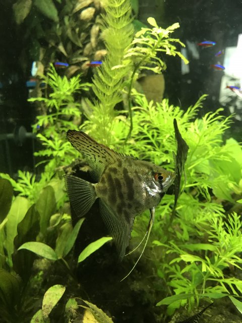 Black lace clown angelfish | MonsterFishKeepers.com