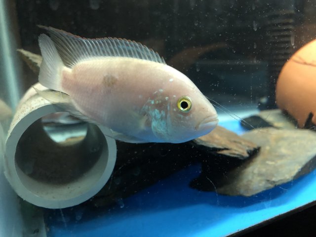 Electric Pink Jack Dempsey